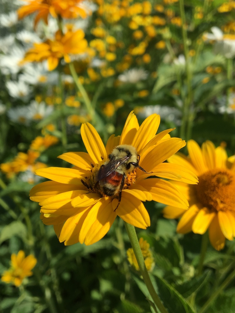 Hunt's Bumble Bee from Douglasdale, Calgary, AB T2Z, Canada on August ...
