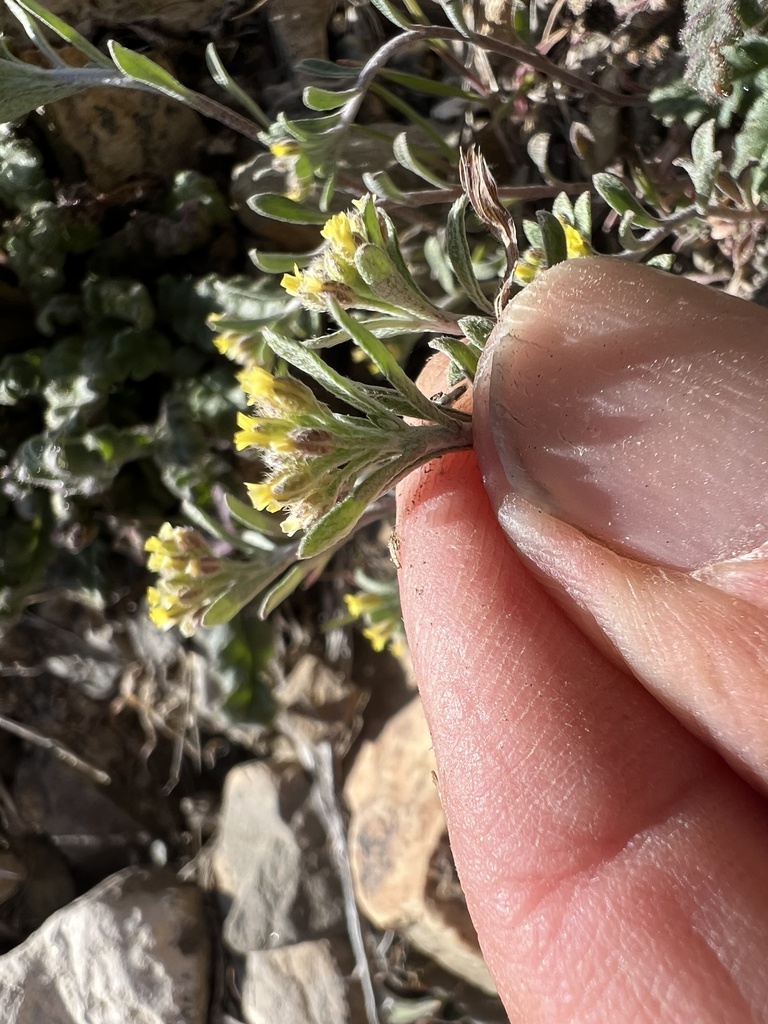 desert madwort from Inyo National Forest, Bishop, CA, US on April 14 ...