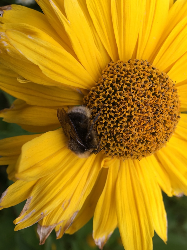 Western Bumble Bee from Douglasdale, Calgary, AB T2Z, Canada on August ...
