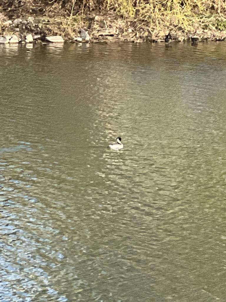 Western Grebe from E Delgada Ln, Stansbury Park, UT, US on April 14 ...