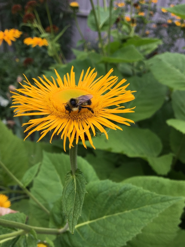 Red-belted Bumble Bee from Douglasdale, Calgary, AB T2Z, Canada on ...