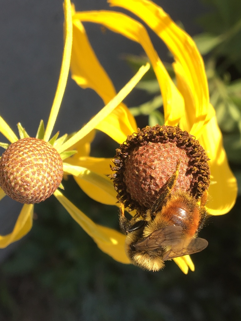 Red-belted Bumble Bee from Douglasdale, Calgary, AB T2Z, Canada on ...