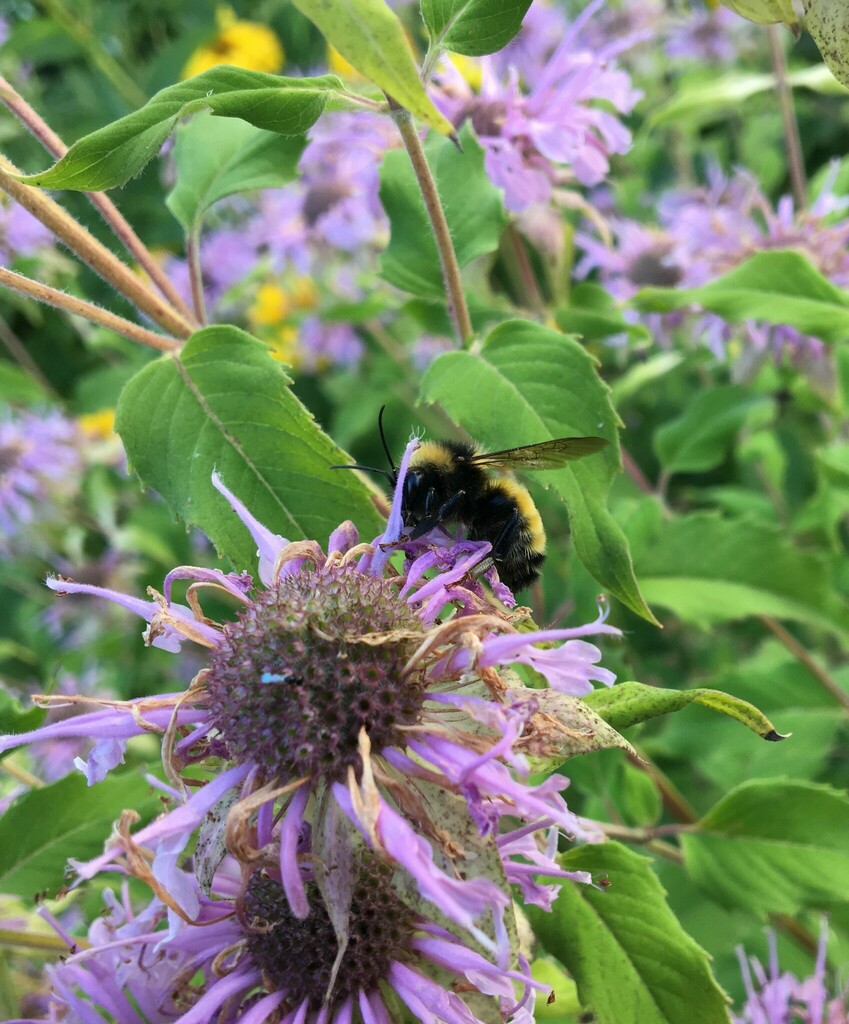 Northern Amber Bumble Bee from Douglasdale, Calgary, AB T2Z, Canada on ...