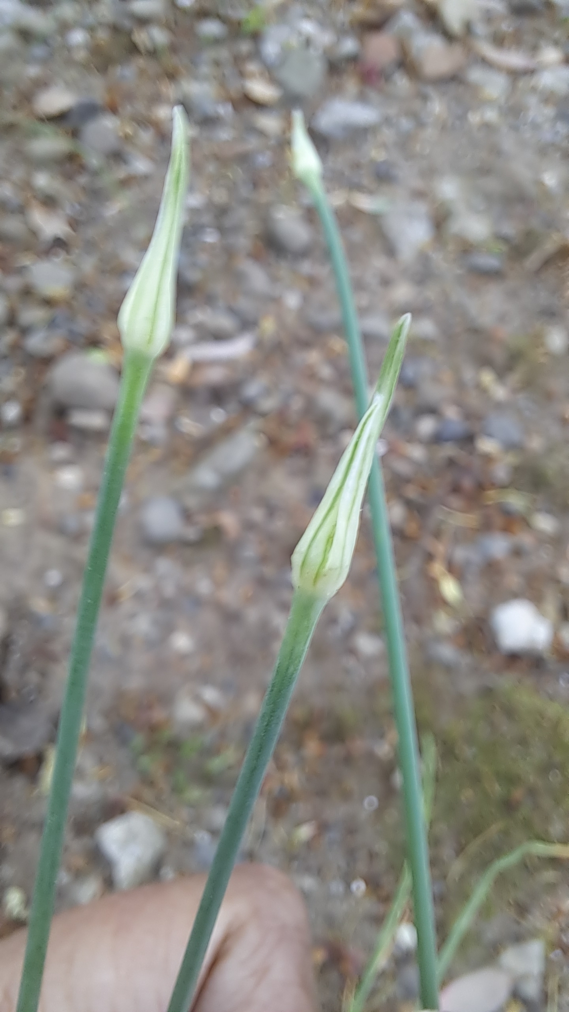 Allium macrostemon Bunge