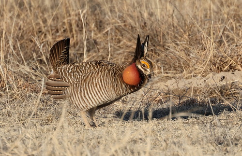 Lesser × Greater Prairie-Chicken (Landfowl of the US) · iNaturalist