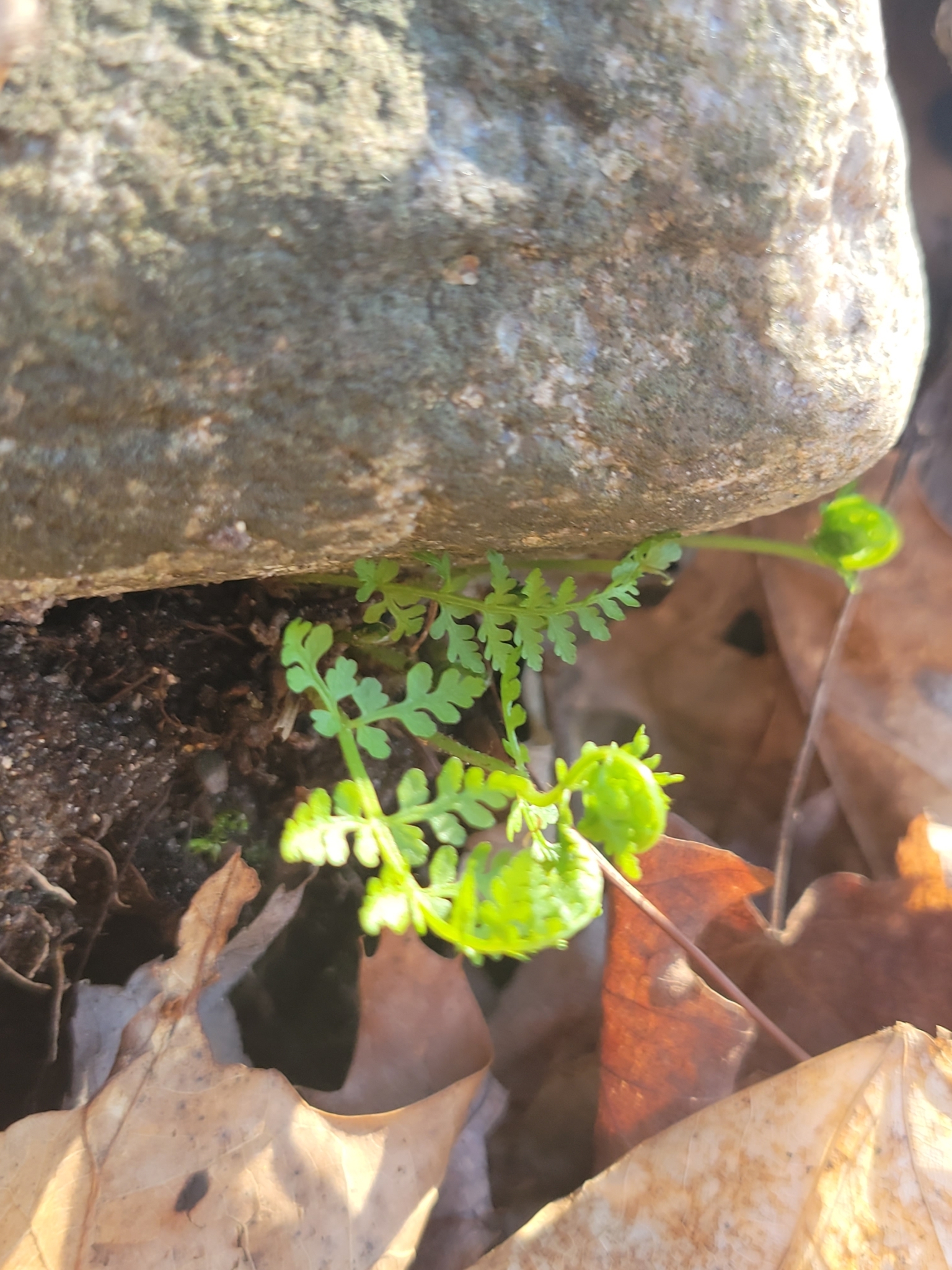 Cystopteris tenuis (Michx.) Desv.