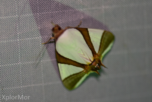 Eulepidotis metamorpha · NaturaLista Colombia