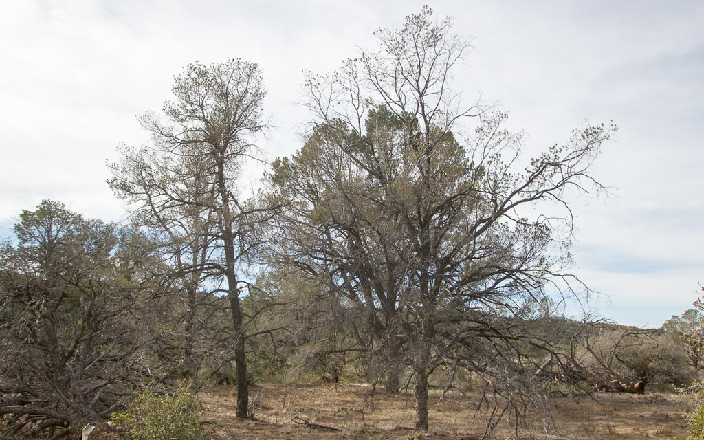 Parry pinyon from Little Paradise, California, United States on January ...
