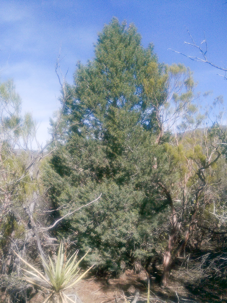 Parry pinyon from Anza, California, United States on January 4, 2015 by ...