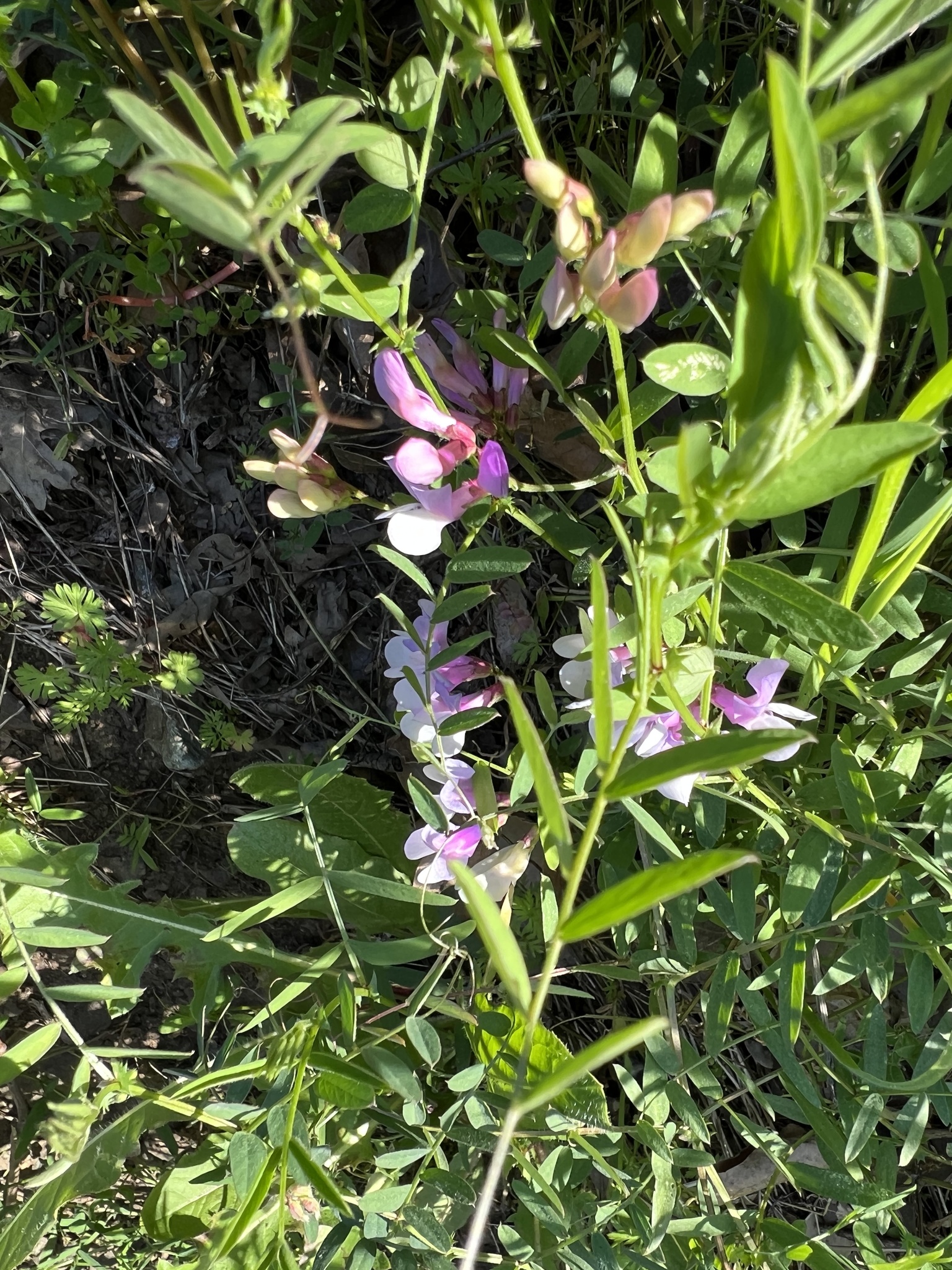 Vicia americana Muhl. ex Willd.