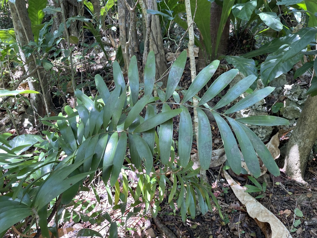 zamia in April 2023 by Steve Maldonado Silvestrini · iNaturalist