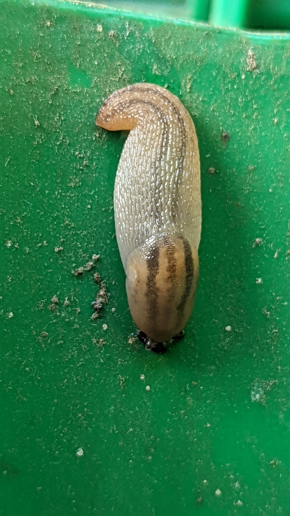 Striped Greenhouse Slug from DeKalb County, US-GA, US on April 14, 2023 ...