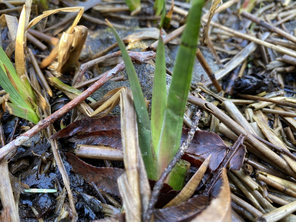 dagger rush from Bowen Island, BC, Canada on March 25, 2023 at 12:45 PM ...