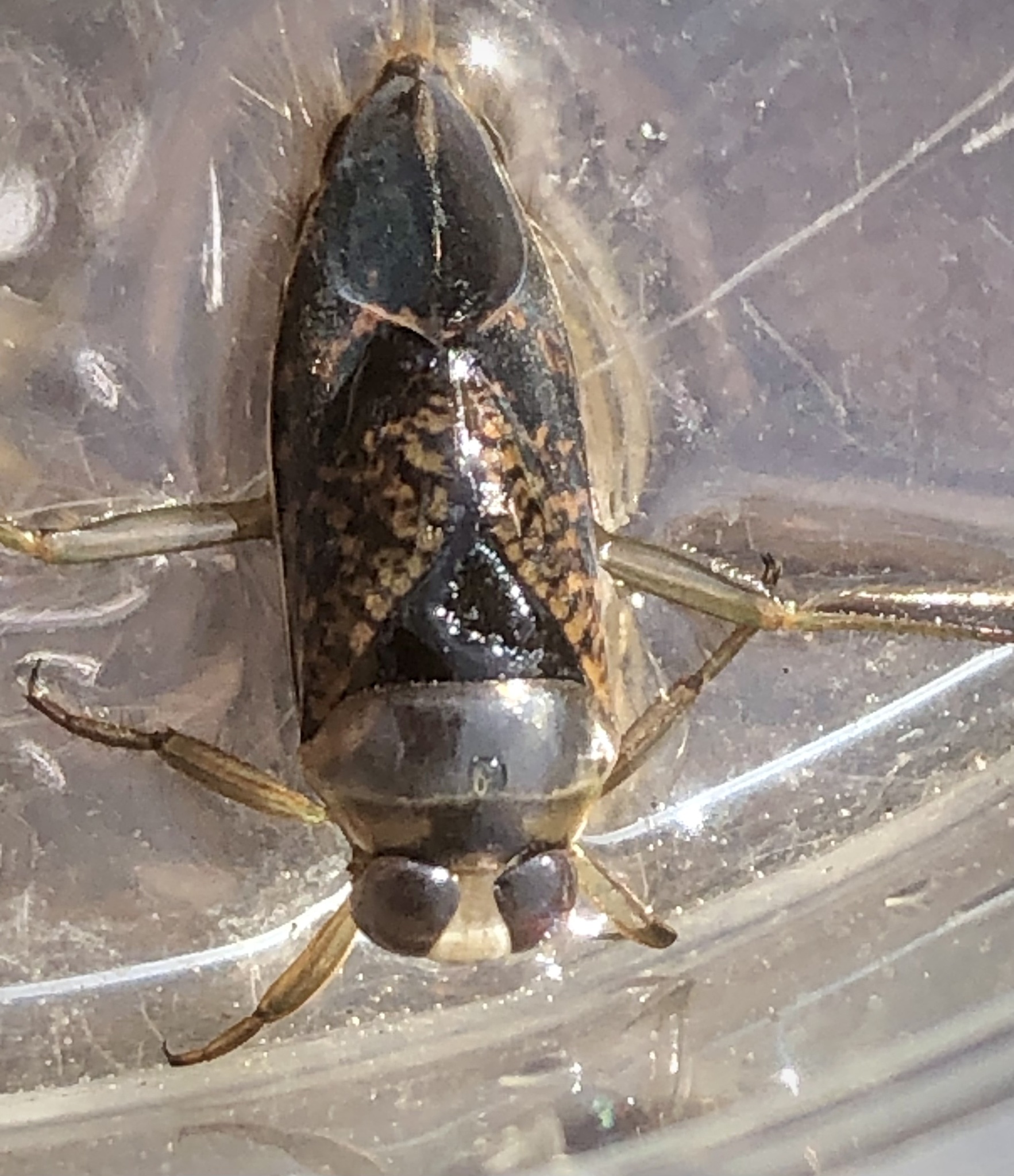 Notonecta irrorata Uhler, 1879