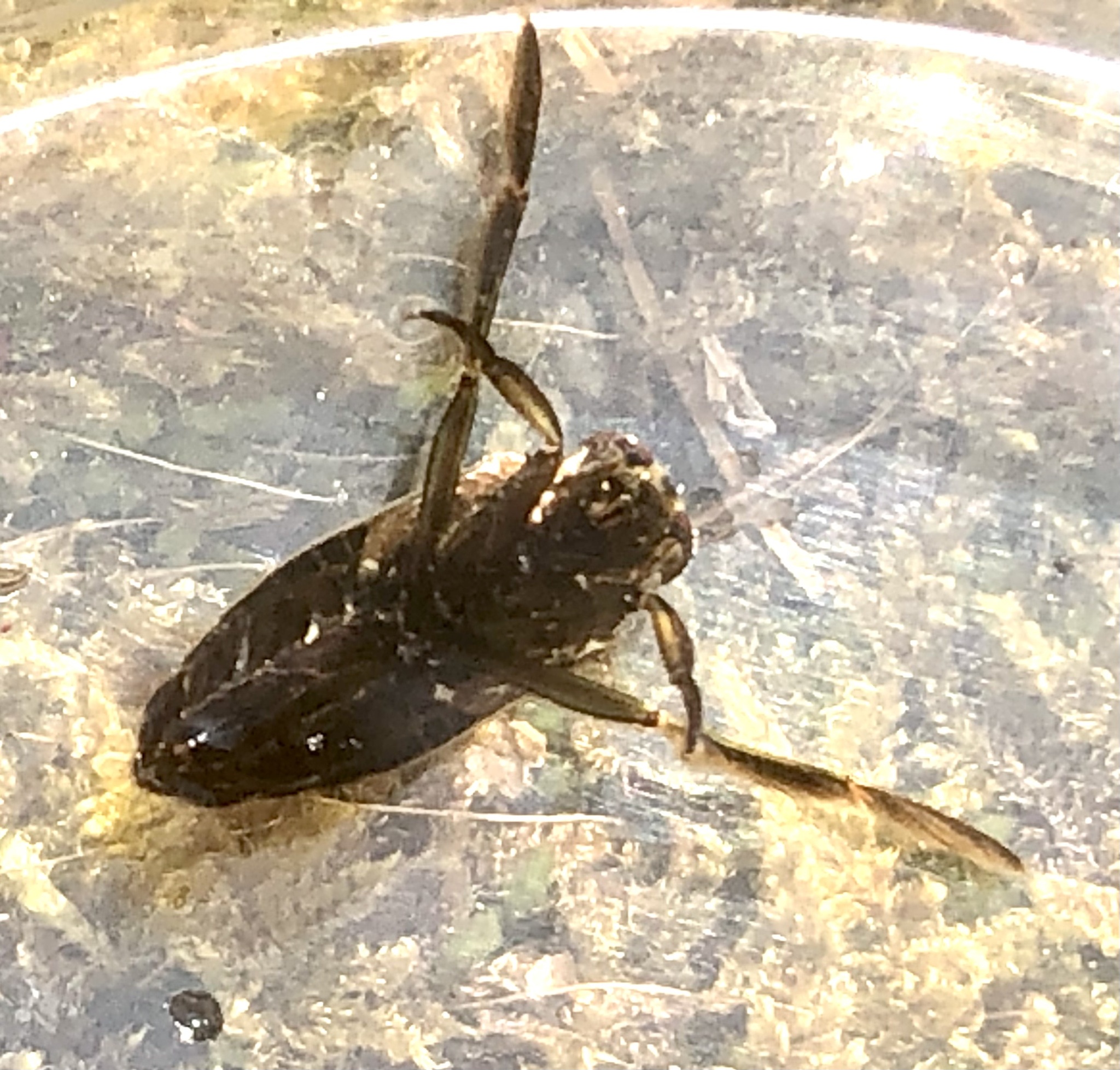 Notonecta irrorata Uhler, 1879