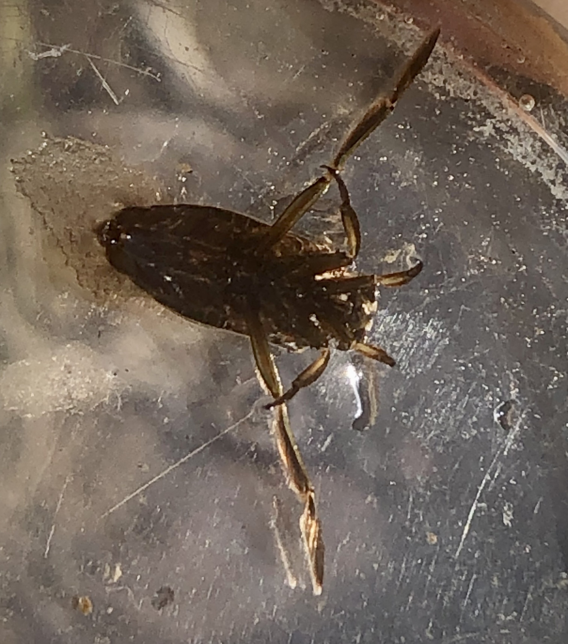 Notonecta irrorata Uhler, 1879