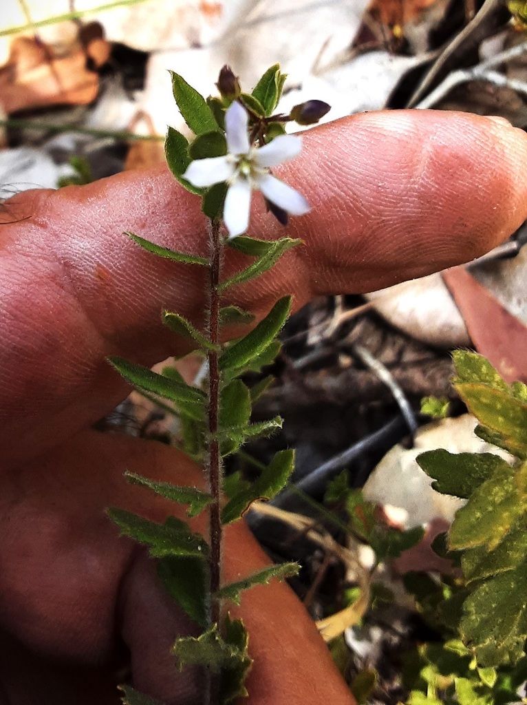plants from Upper Capel WA 6239, Australia on March 21, 2023 at 04:49 ...