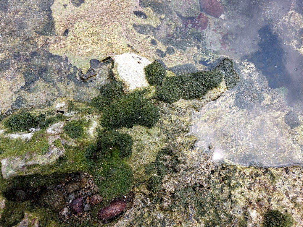 Chlorophycean green algae from 台灣台東縣 on April 06, 2023 at 12:32 PM by ...