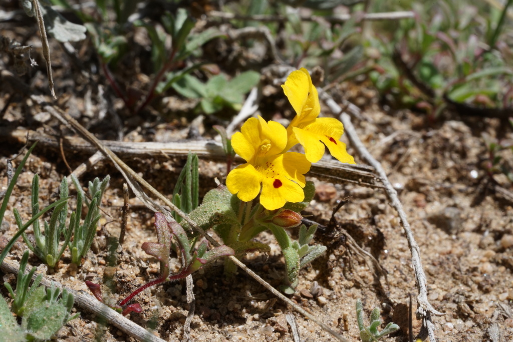 Carson Valley Monkeyflower from Koontz Ln, Carson City, NV, US on April ...