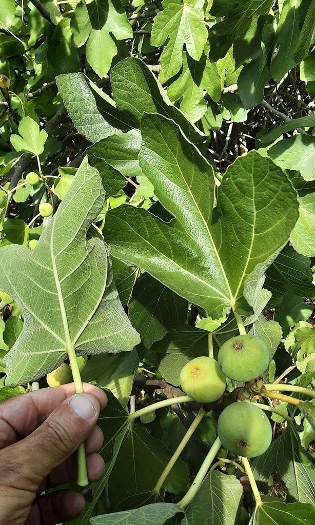 common fig from Bridgetown WA 6255, Australia on March 21, 2023 at 05: ...
