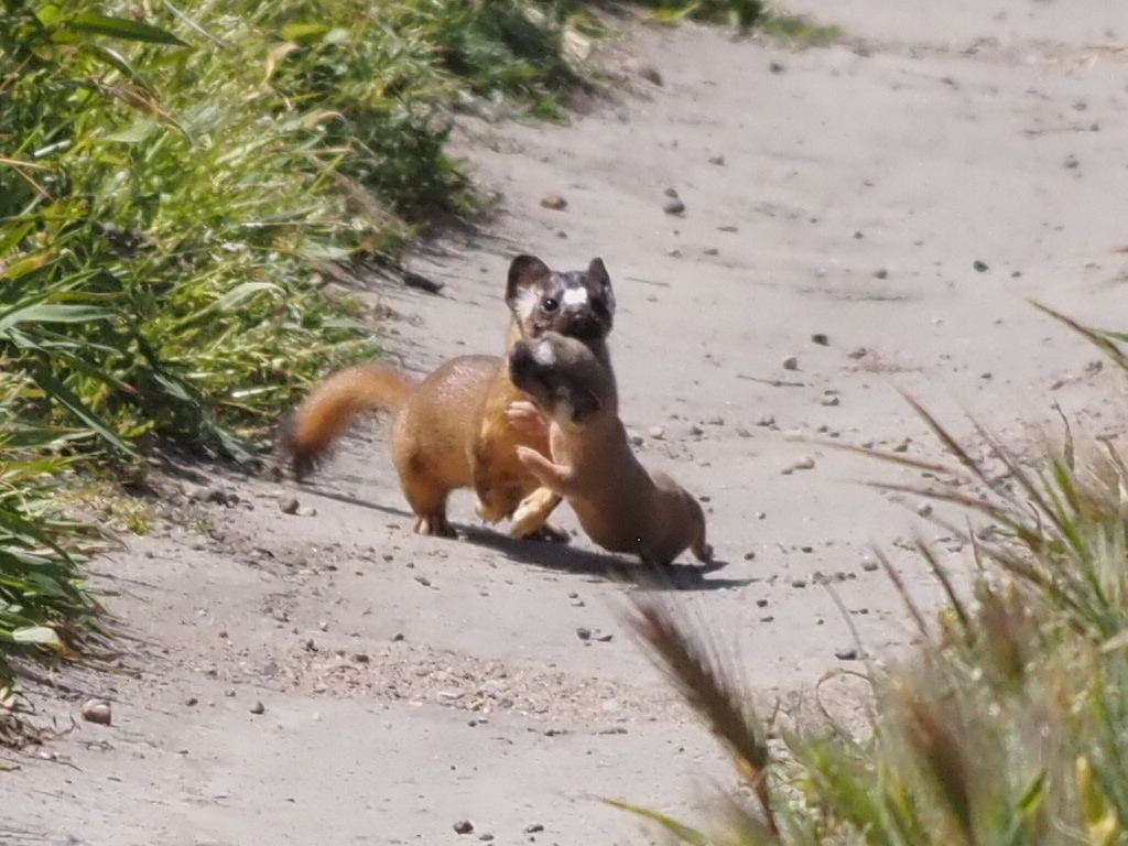 Long-tailed Weasel in April 2023 by James Maughn. Mother Weasel ...