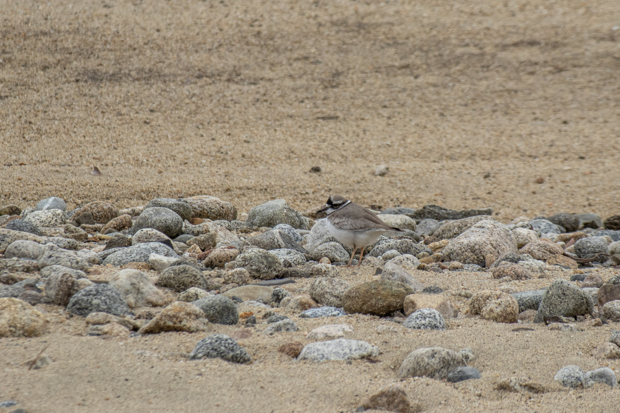 Charadrius placidus J.E.Gray & G.R.Gray, 1863