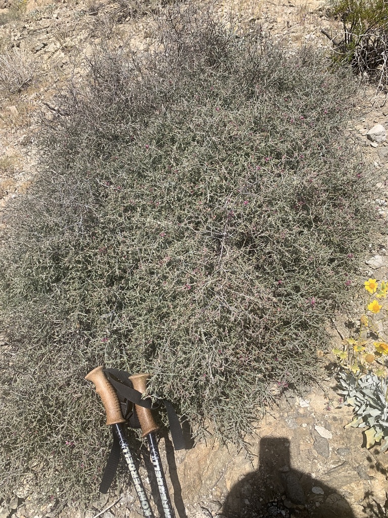 White Rhatany from Santa Rosa and San Jacinto Mountains National ...