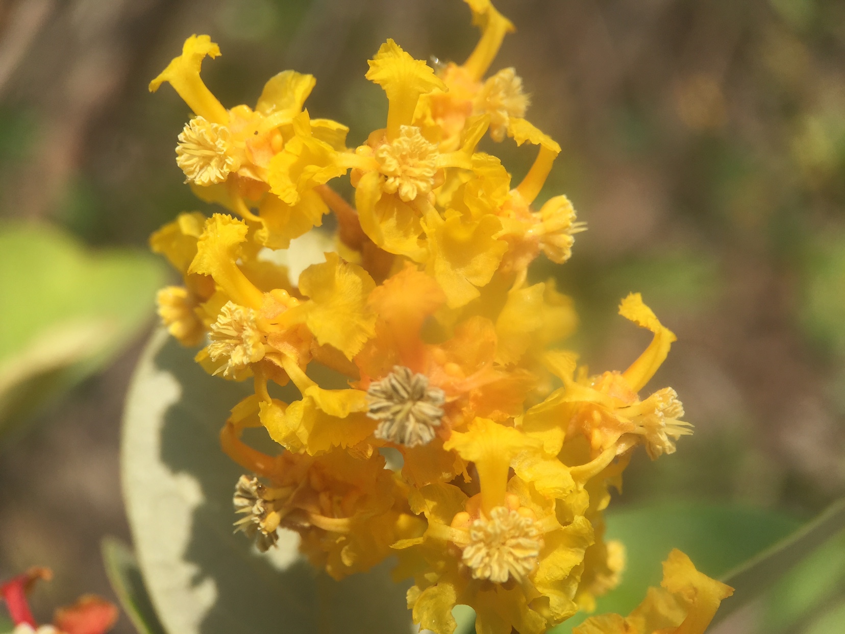 Byrsonima crassifolia (L.) Kunth