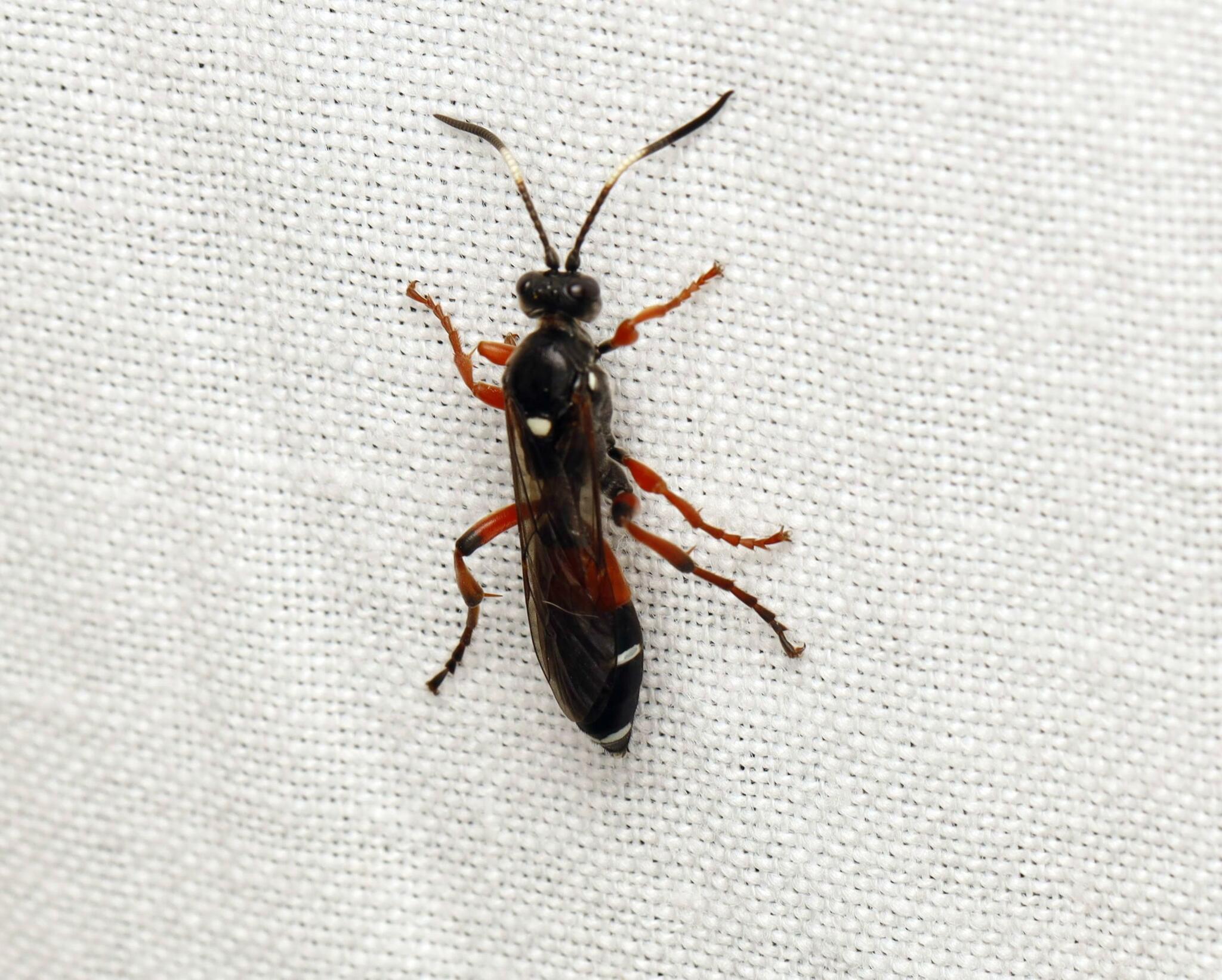 Ichneumon promissorius Erichson, 1842