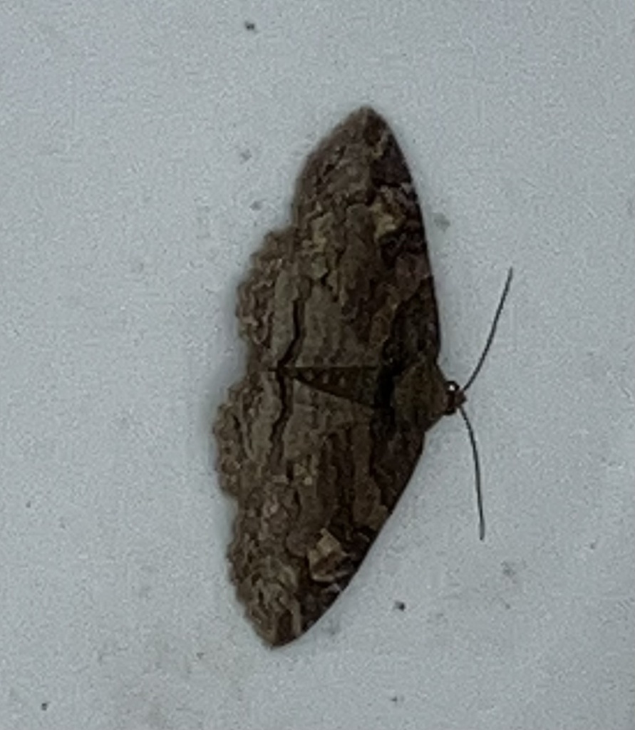 Maple Zale Moth from Pennsylvania Ave, Apalachin, NY, US on April 14 ...