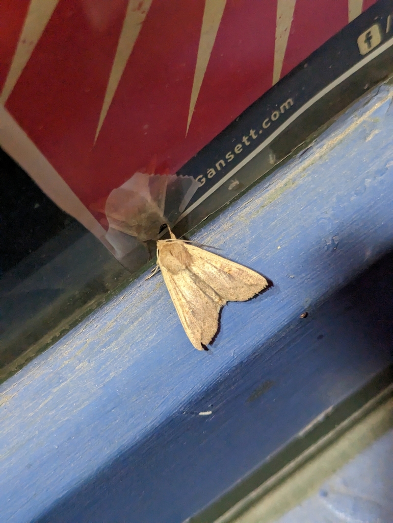 White-speck Moth from Little Flower, Indianapolis, IN, USA on April 14 ...