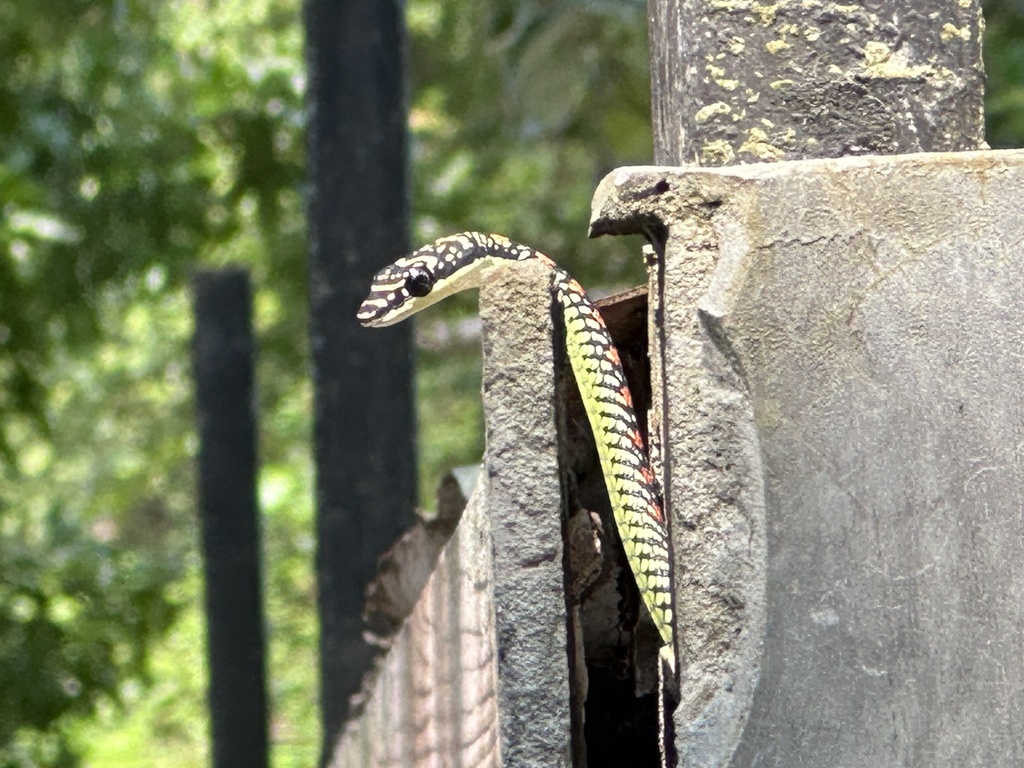 Paradise Flying Snake from Mueang Ranong on April 15, 2023 at 09:24 AM ...