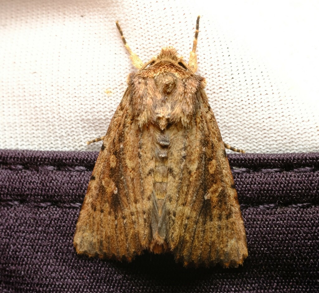 Tasmanian Cutworm in April 2023 by Peter Crowcroft · iNaturalist