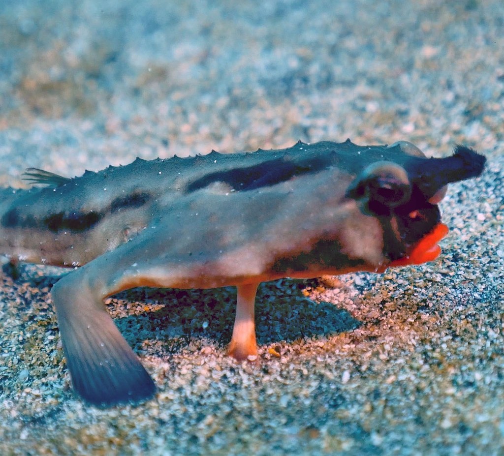 Red-lipped Batfish (Ogcocephalus darwini) - Marine Life Identification