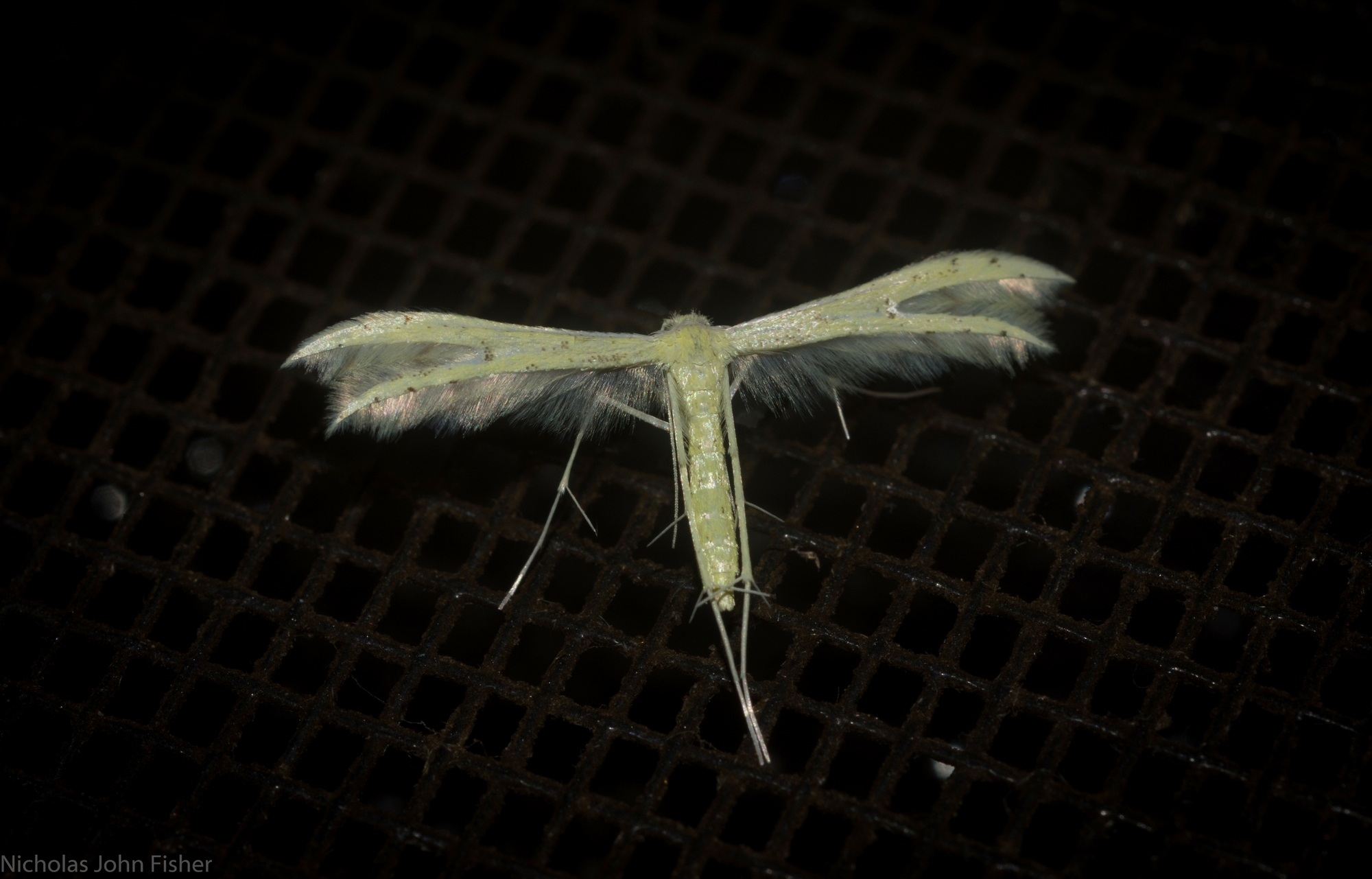 Imbophorus aptalis (Walker, 1864)