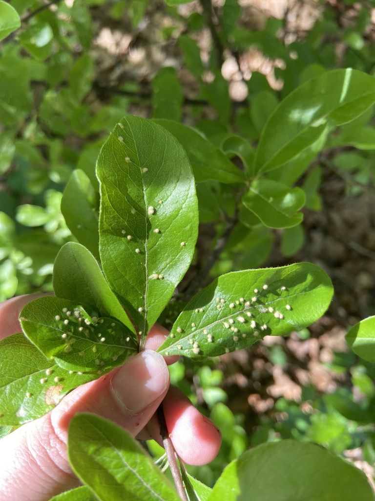 Aceria from The University of Texas at Tyler, Tyler, TX, US on April 13 ...
