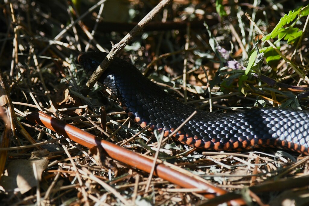 Red-bellied Black Snake from Sunshine Coast QLD, Australia on April 14 ...