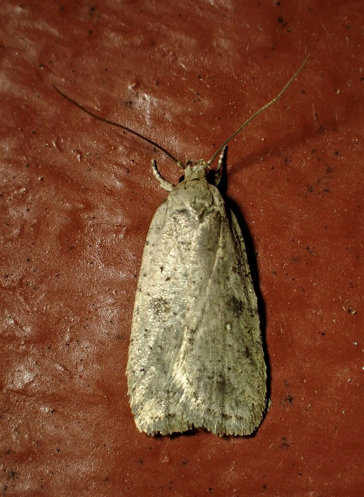 Clay-colored Agonopterix Moth from D'Alembert, 6400 Route d'aiguebelle ...
