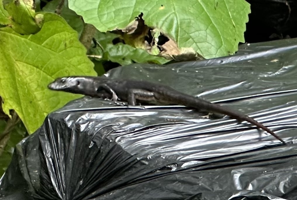 Black Emo Skink from Upolu, Western Samoa, WS on March 30, 2023 at 03: ...