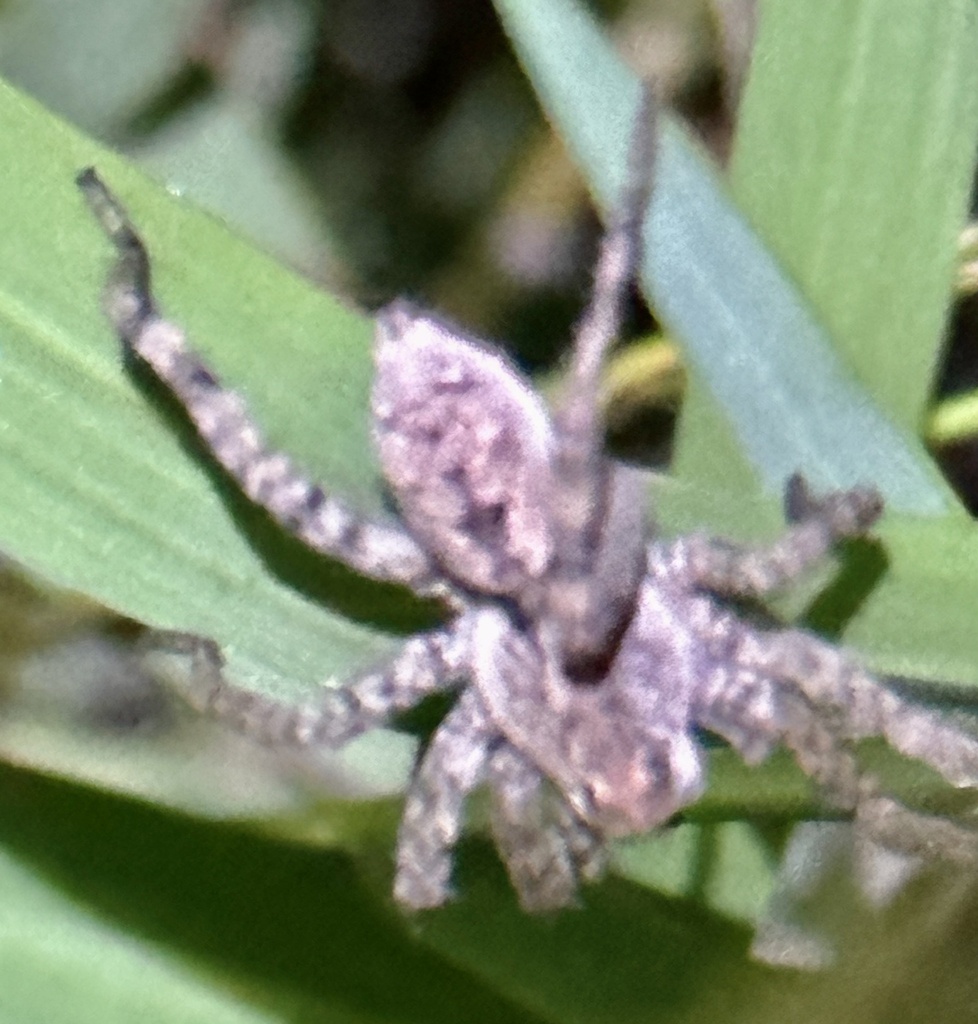 Burrow-living Wolf Spiders from Palmito Hill Rd, Brownsville, TX, US on ...