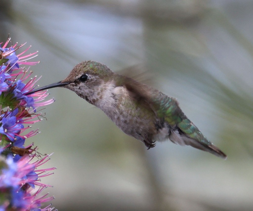 Anna's and Costa's Hummingbirds from Laguna Beach, CA, USA on April 14 ...