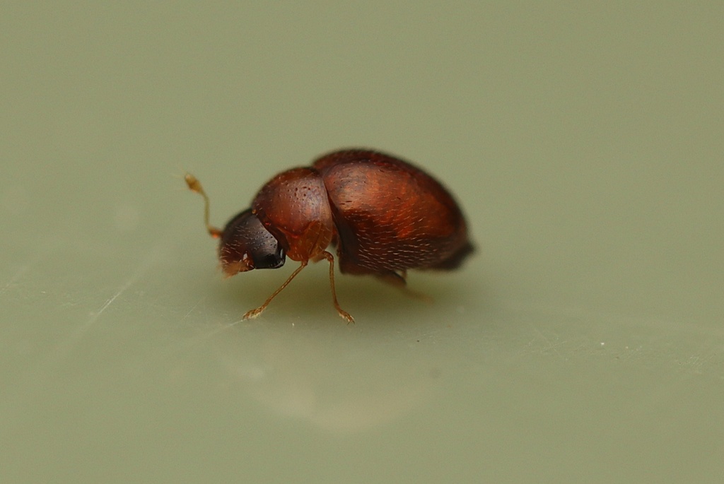 Minute Beetles from Kaeo, New Zealand on April 04, 2022 at 06:42 PM by ...