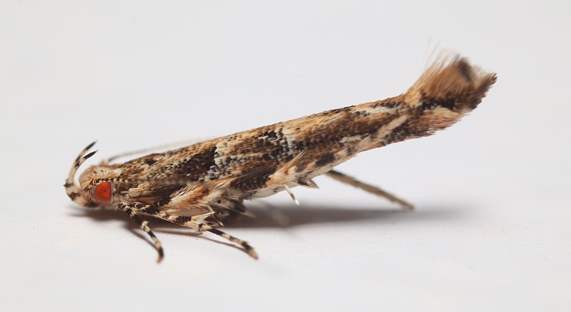 Pyroderces aellotricha (Meyrick, 1889)