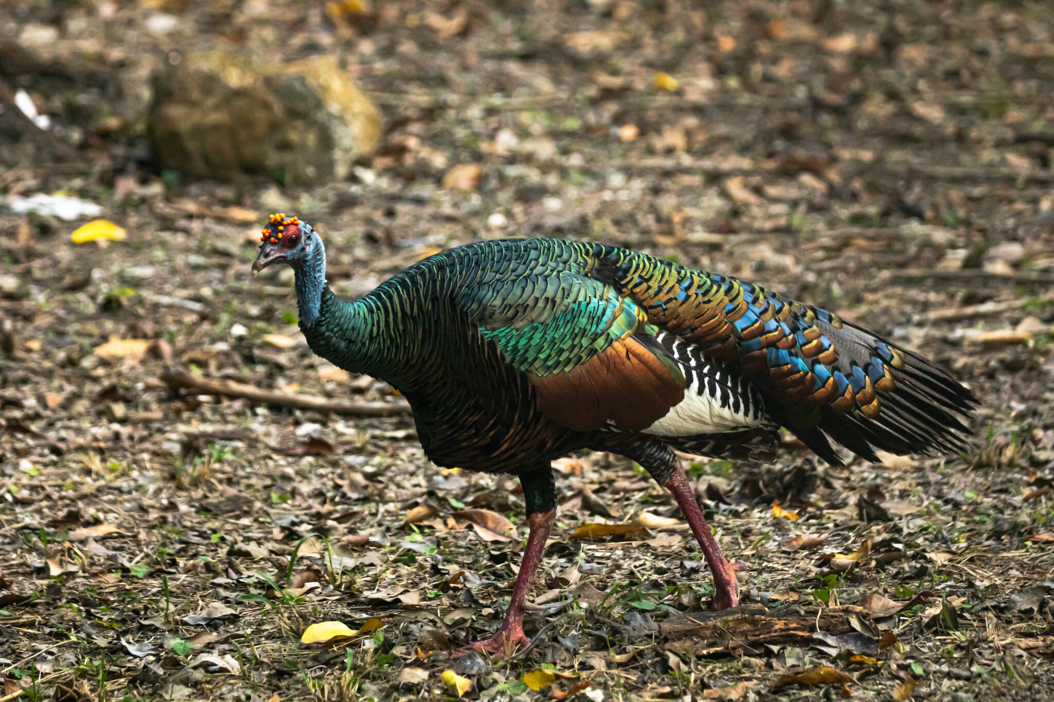 Meleagris ocellata Cuvier, 1820