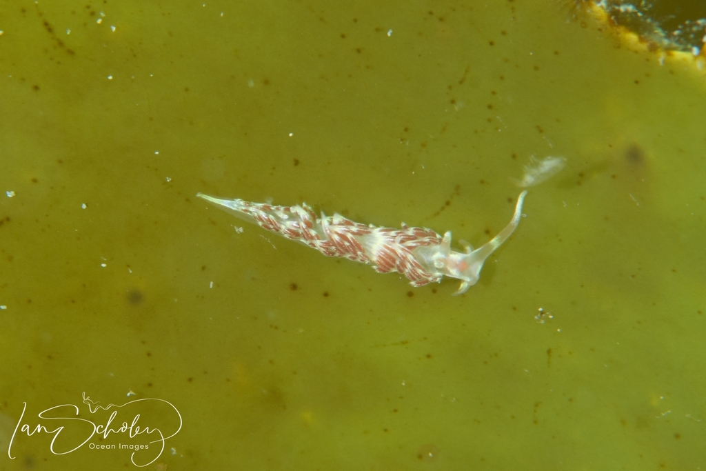 Facelina from South Channel Fort, Australia on April 14, 2023 at 11:30 ...