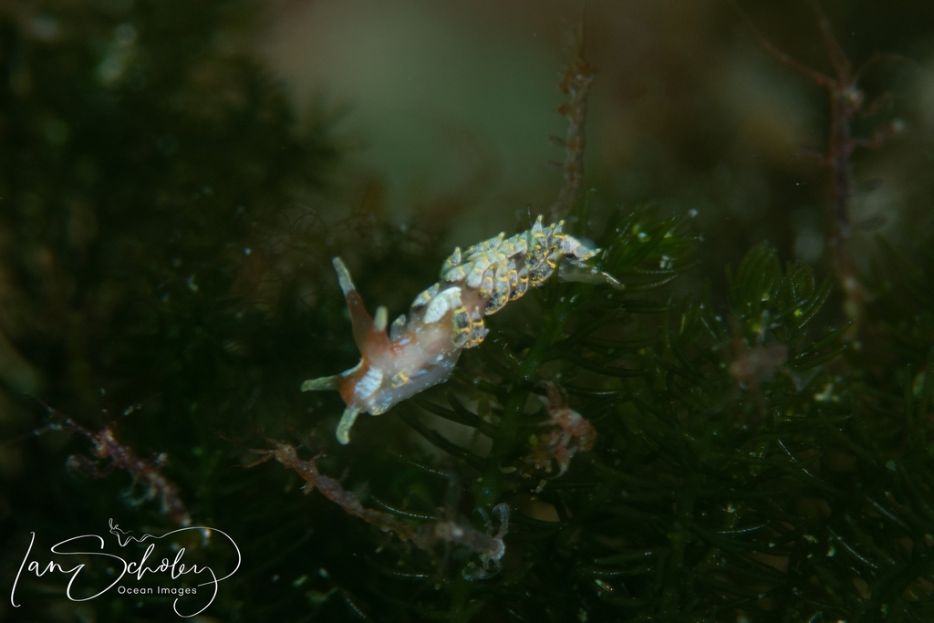 Trinchesia from South Channel Fort, Australia on April 14, 2023 at 10: ...