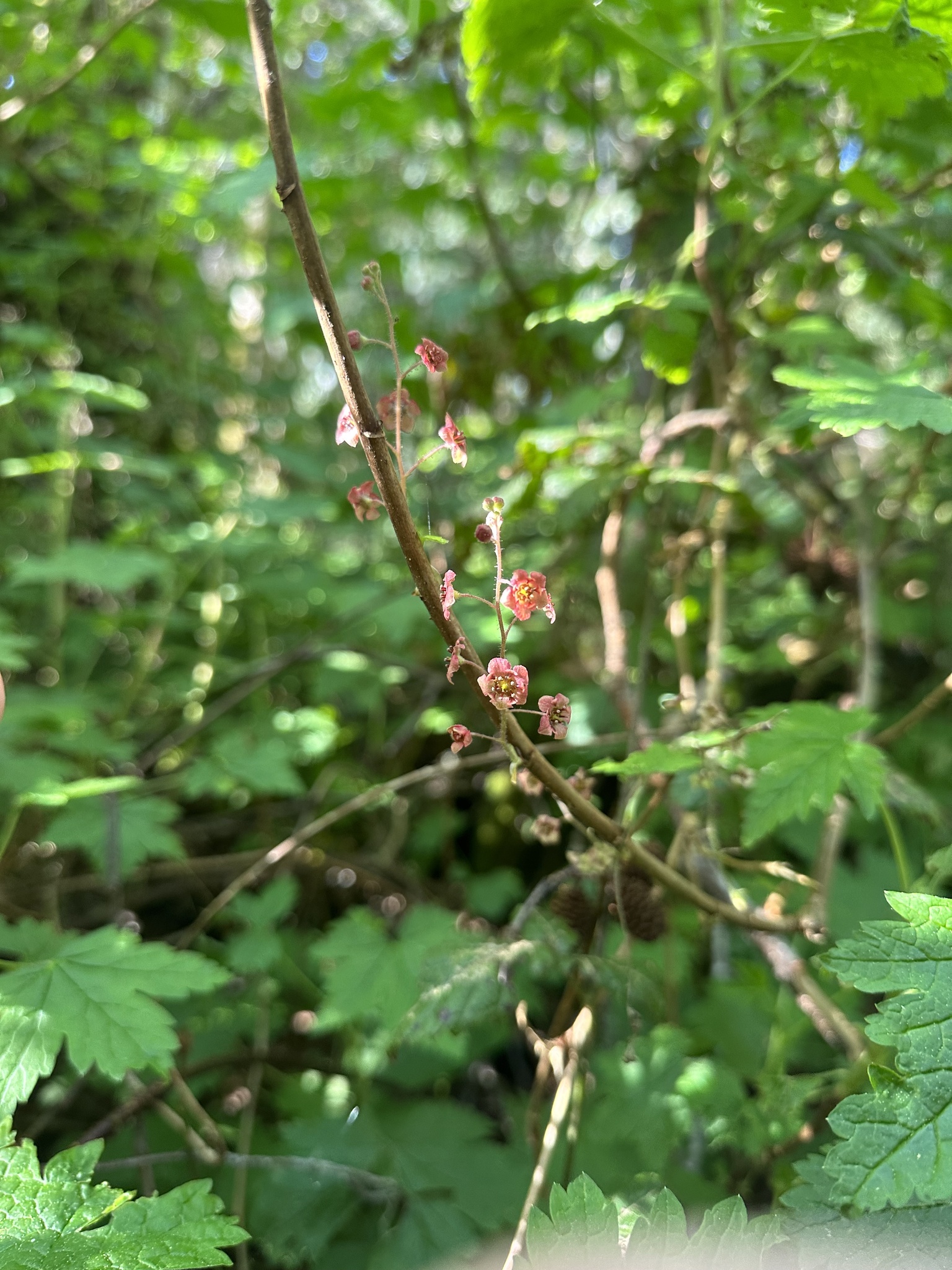 Ribes laxiflorum Pursh