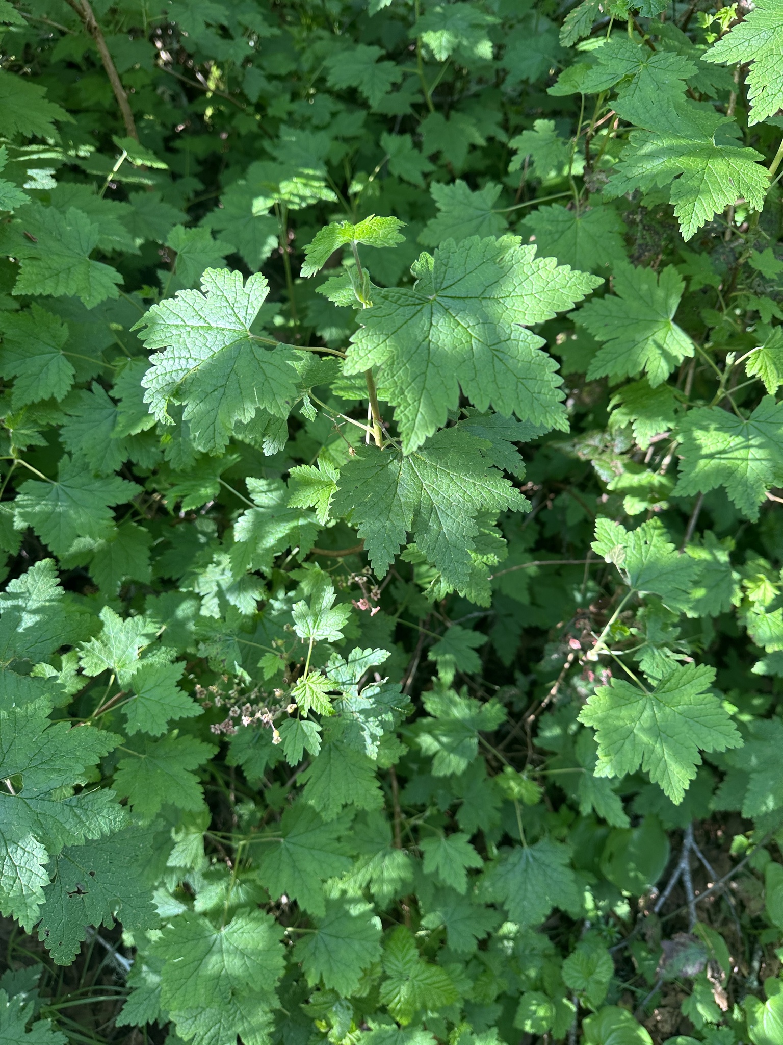 Ribes laxiflorum Pursh