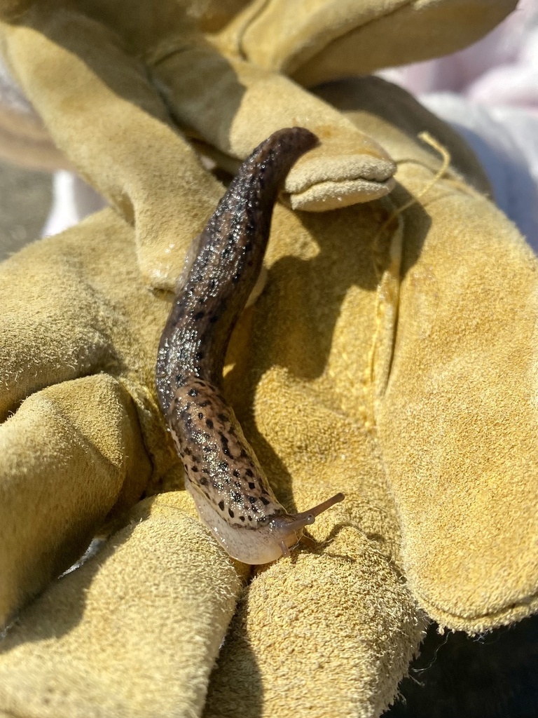Leopard Slug from SE 197th Pl, Vancouver, WA, US on April 14, 2023 at ...