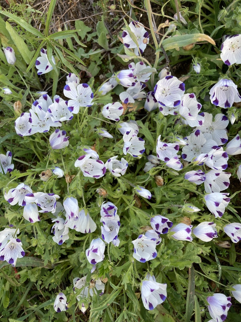 fivespot from CA-49, Lotus, CA, US on April 14, 2023 at 06:52 PM by ...